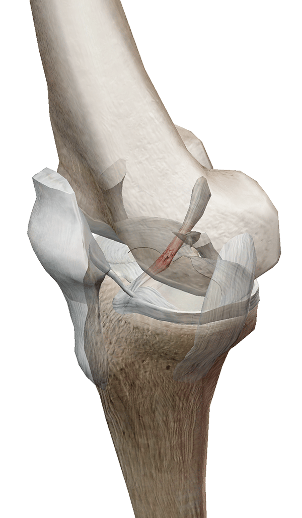 Anatomy and Physiology: A Peek at Lower Leg and Foot Pathologies
